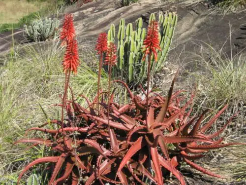 Aloe Vera Plant Varieties - Capitata, Crosbys, More Species Pictures