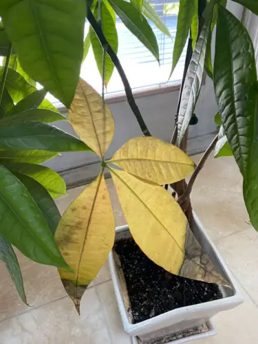 how-to-revive-a-dying-money-tree
