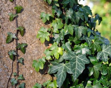 Ivy Symbolism, Spiritual Meaning, Bible Verse, Hebrew And Tattoos
