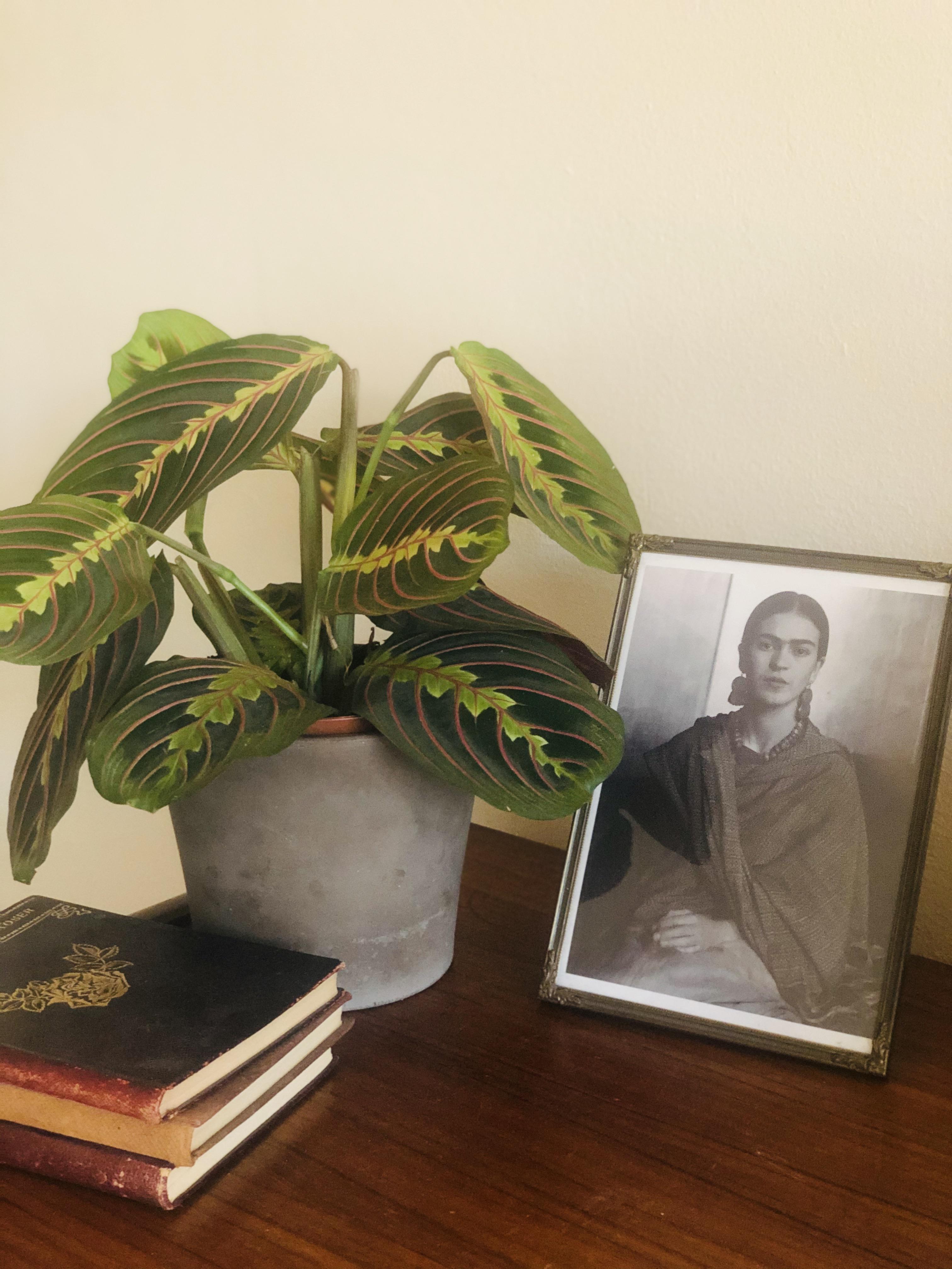 Prayer Plant At Night: Do Your Plants Pray When Lights Turn Off?